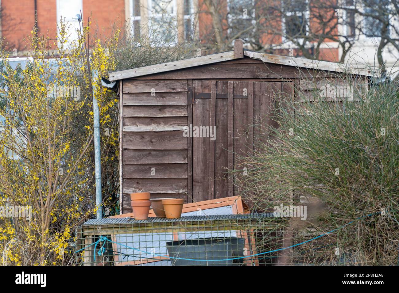 Allotment in the month of March with shed and plant pots. Preparation ...