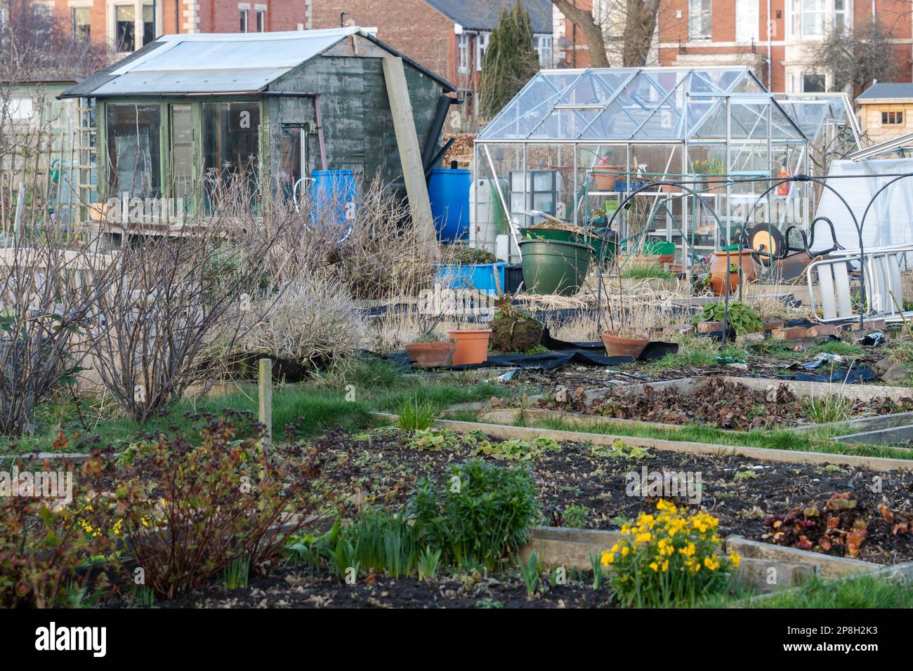 Allotment gardening in the month of March. View over plots with ...