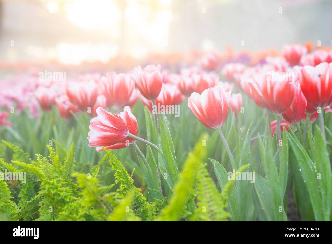 Beautiful red white tulips garden spring is coming spring season ...