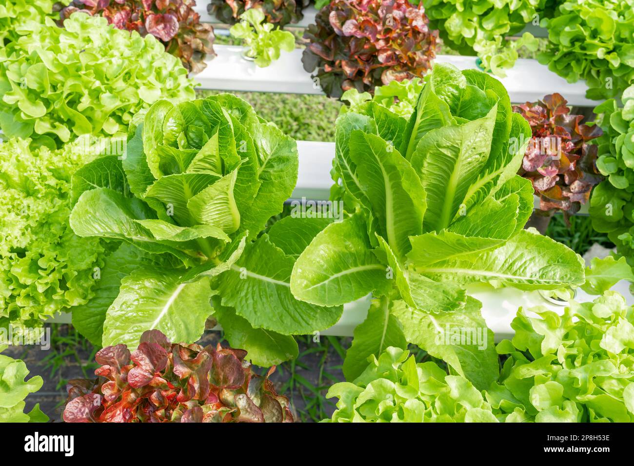 Grow lettuce in hydroponic system, indoor vegetable farming ...