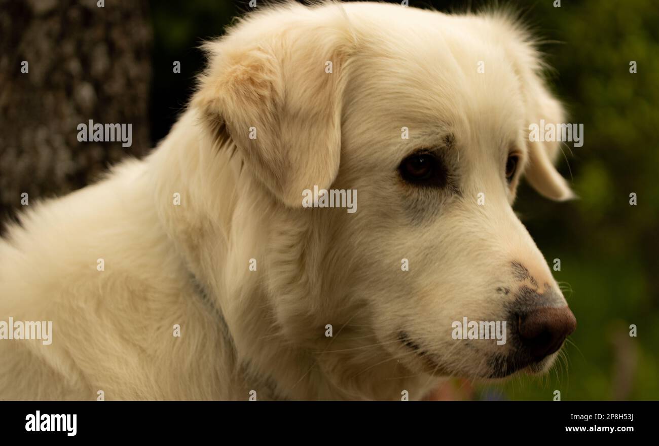 White golden retriever dog with sad face Stock Photo - Alamy