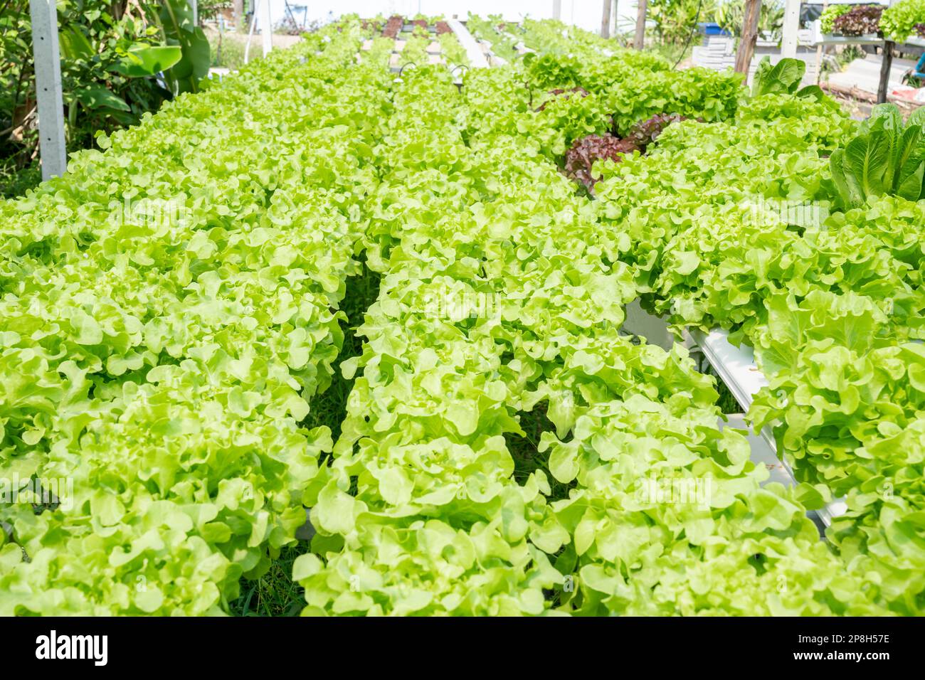 Organic lettuce at hydroponic farm. Food concept Stock Photo - Alamy