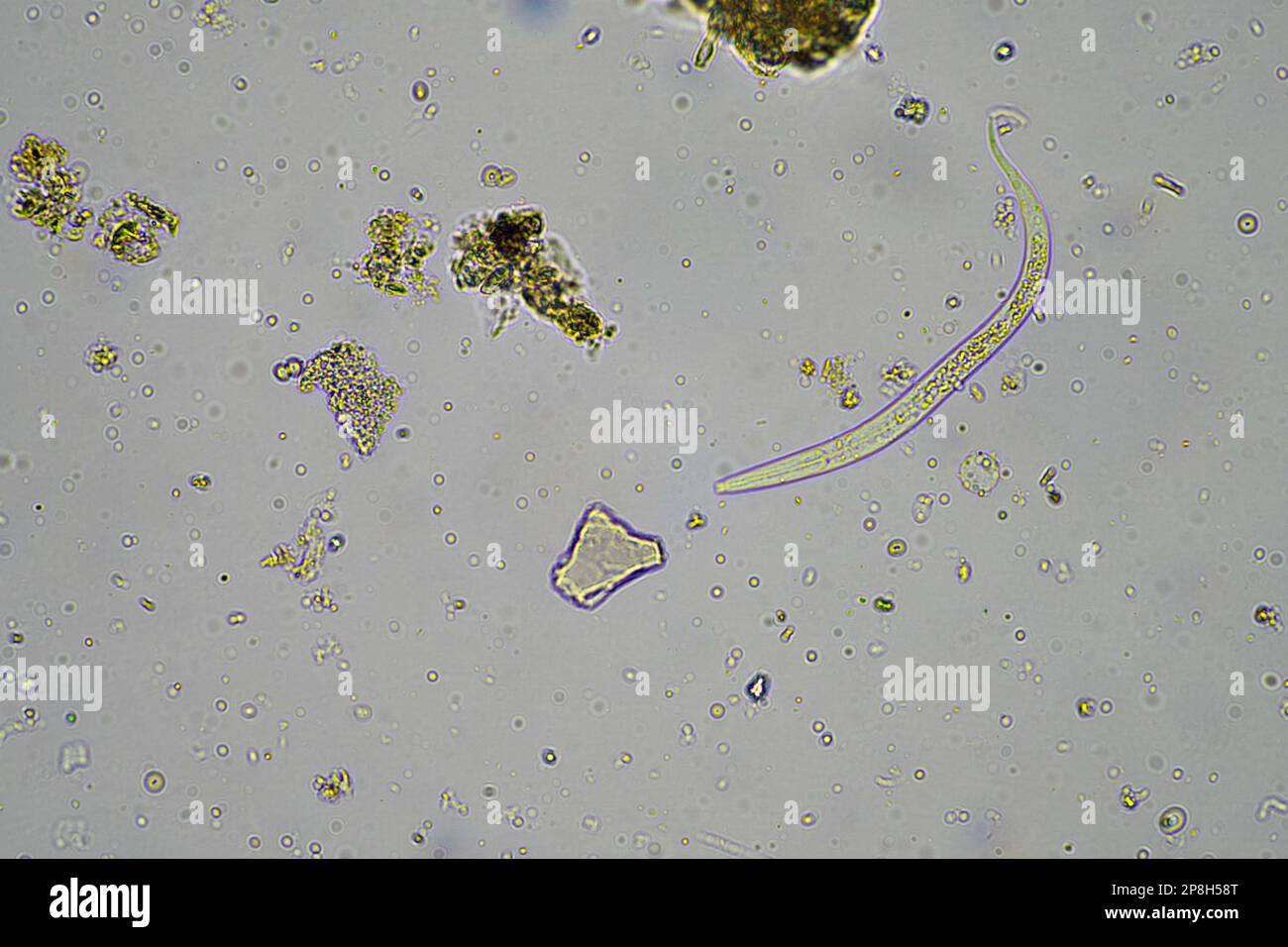 microorganisms and soil biology, with nematodes and fungi under the ...