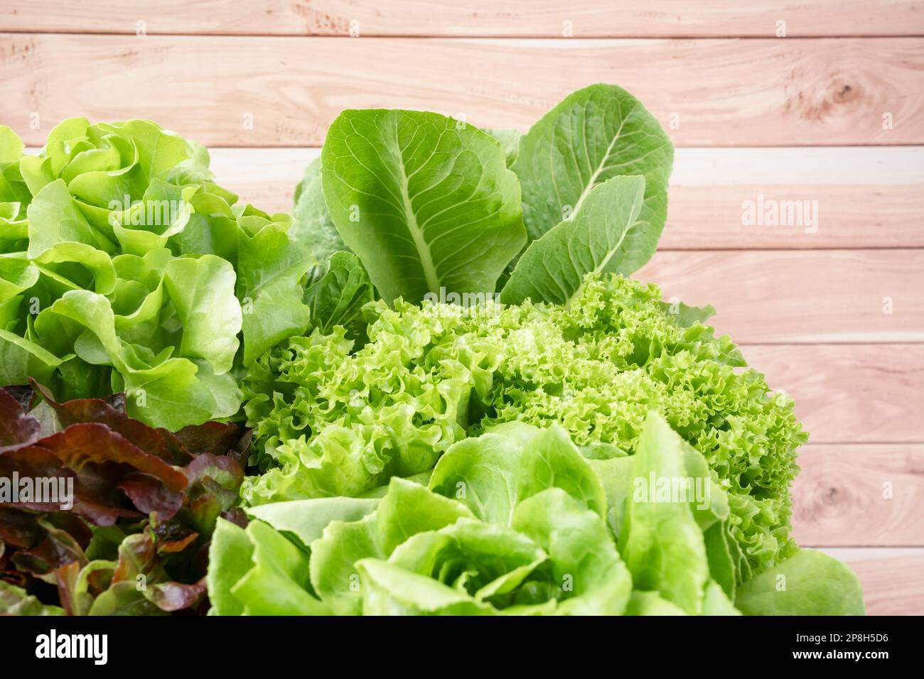 Group of Hydroponic vegetables on wooden background. Green butter head, Red Oak, Green Oak ...