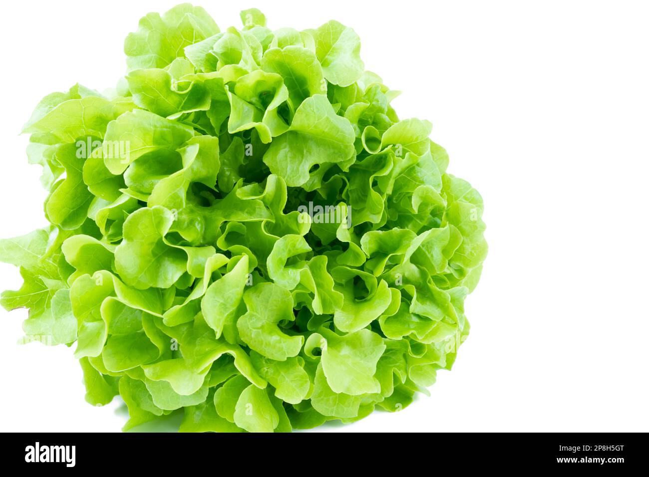 Green oak lettuce leaves on white background Stock Photo - Alamy