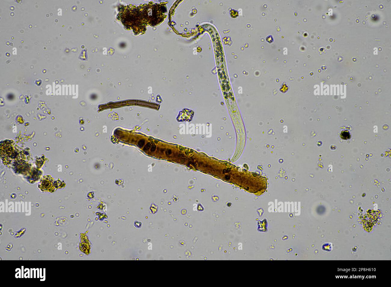 soil microbes in a compost on a farm in india Stock Photo - Alamy