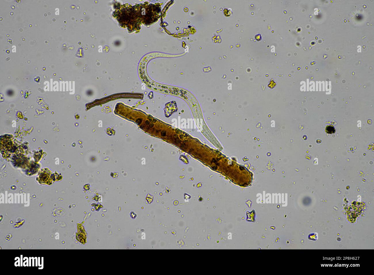 soil microorganisms including nematode, microarthropods, micro ...