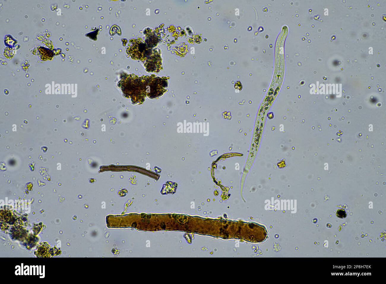 microorganisms and soil biology, with nematodes and fungi under the ...