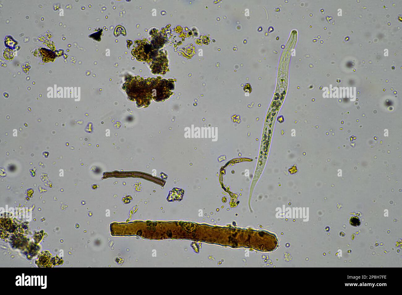microorganisms and soil biology, with nematodes and fungi under the ...