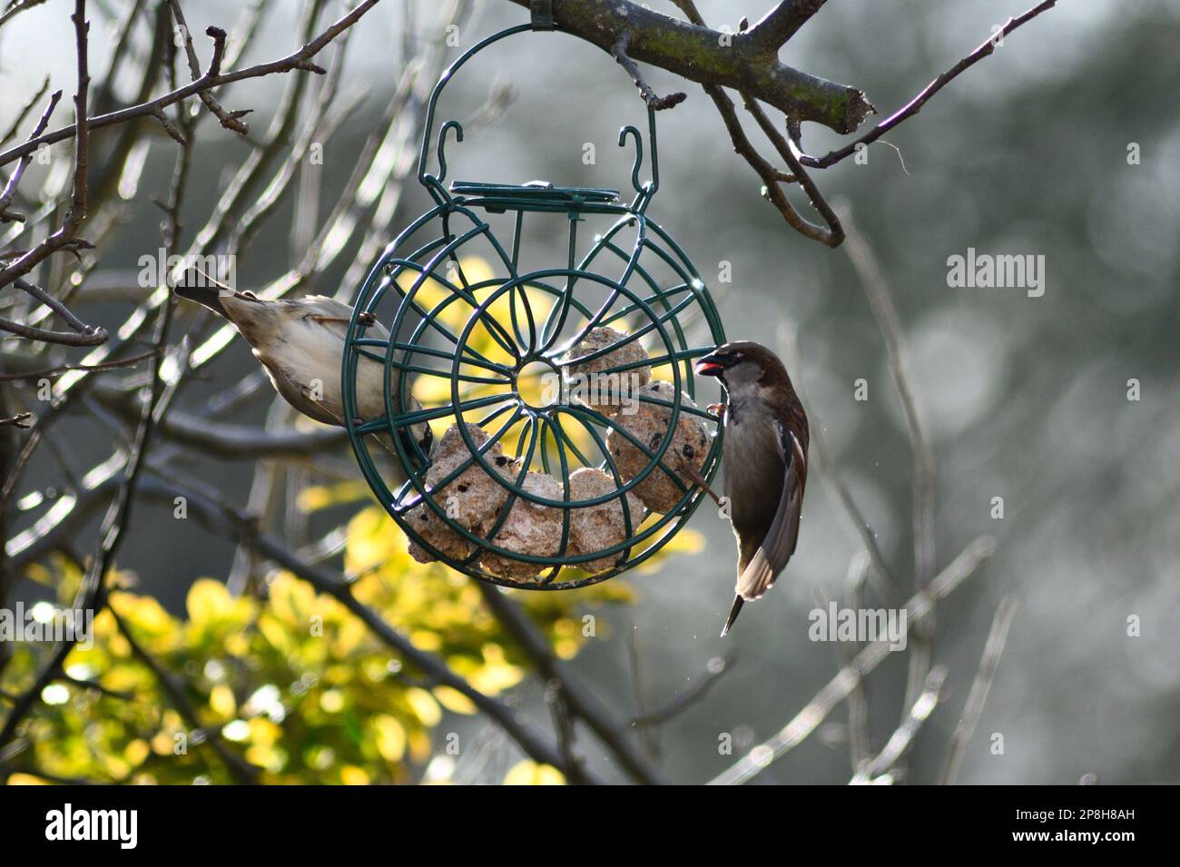 Sparrows (passer domesticus) feeding on fat balls hanging onto wire fat ...