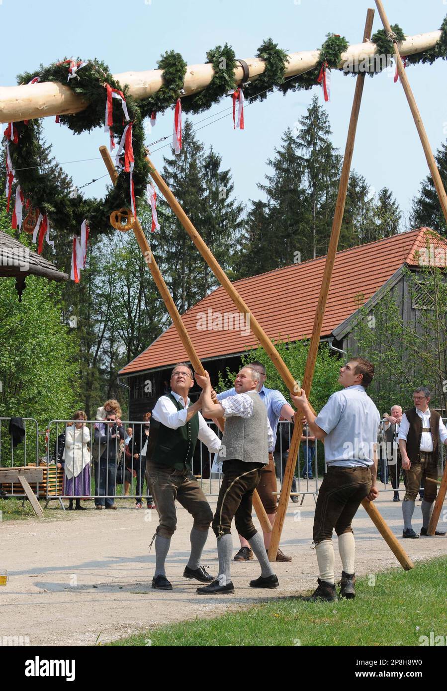 People in traditional clothes erect a maypole in Grossgmain, Austrian ...