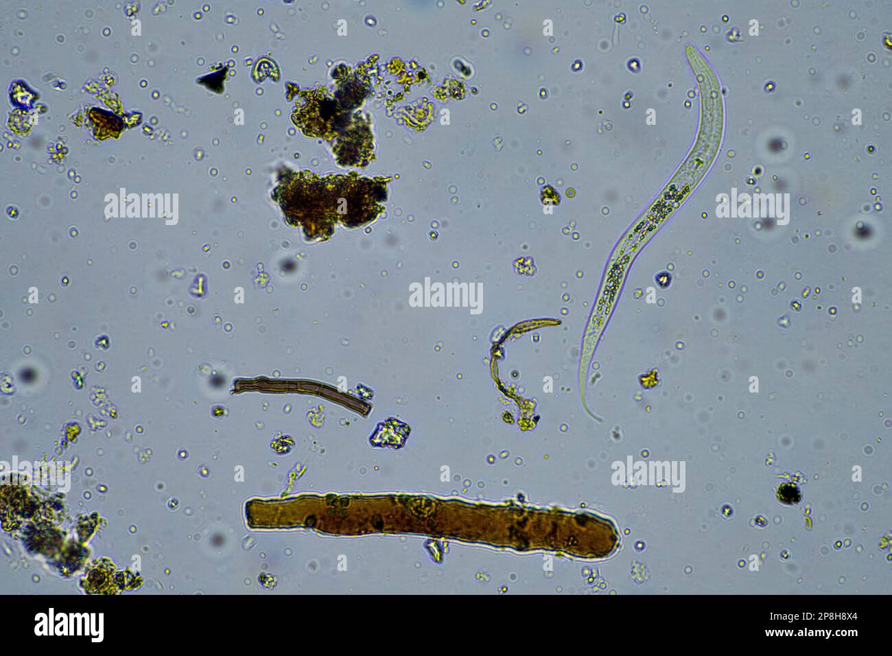 microorganisms and soil biology, with nematodes and fungi under the ...