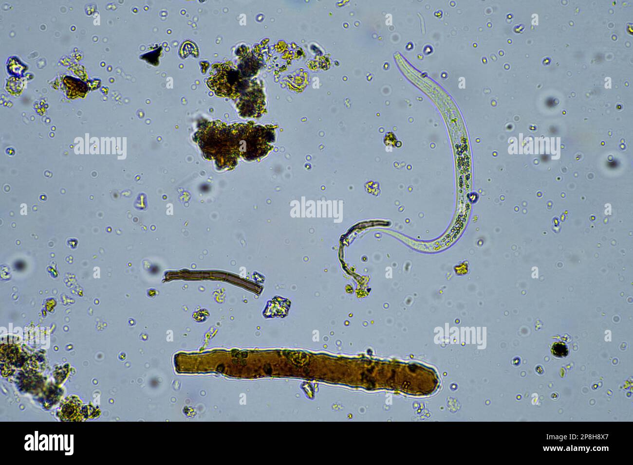 soil microorganisms including nematode, microarthropods, micro ...