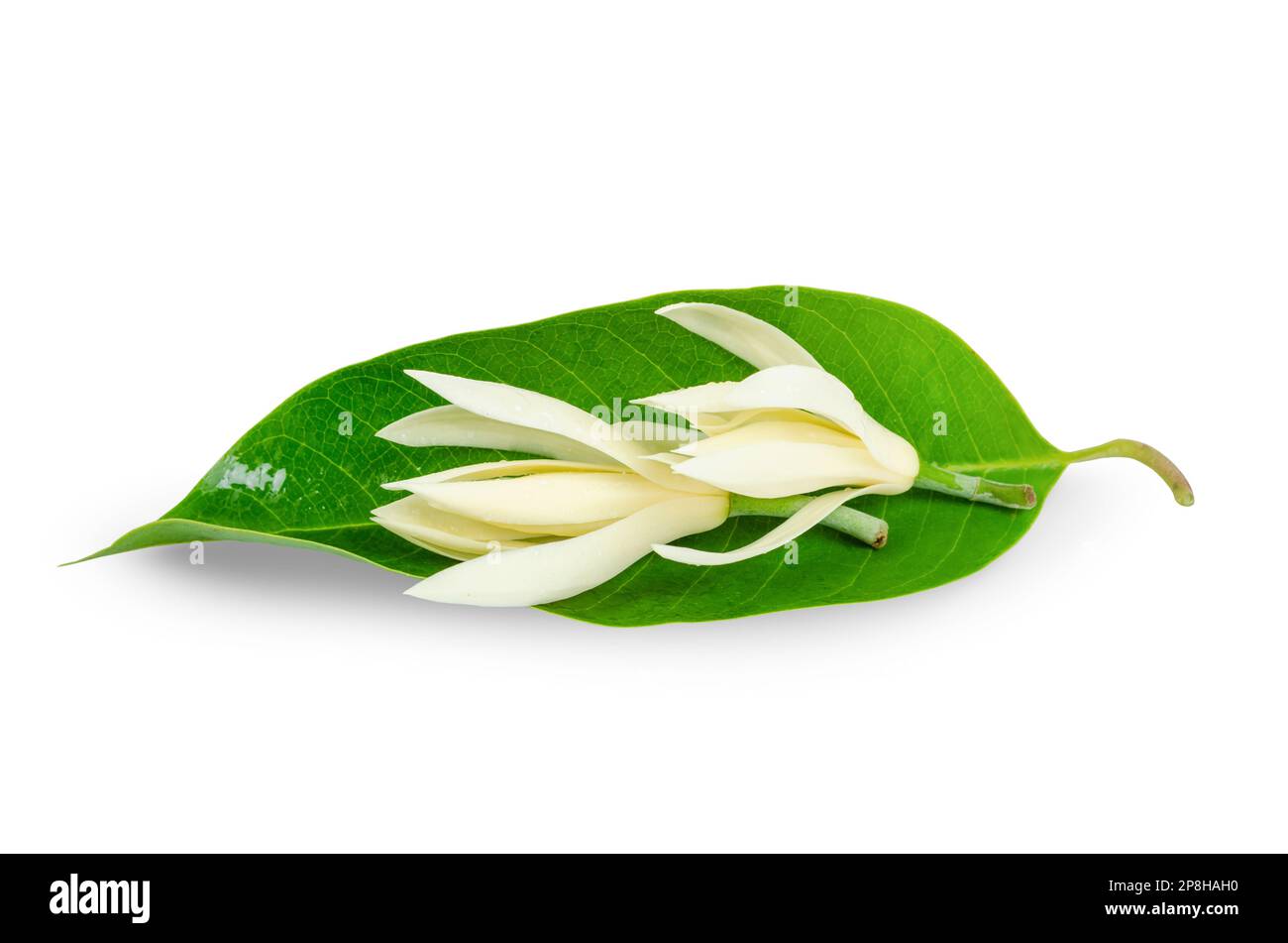 Champaca flower Cut Out Stock Images & Pictures - Alamy