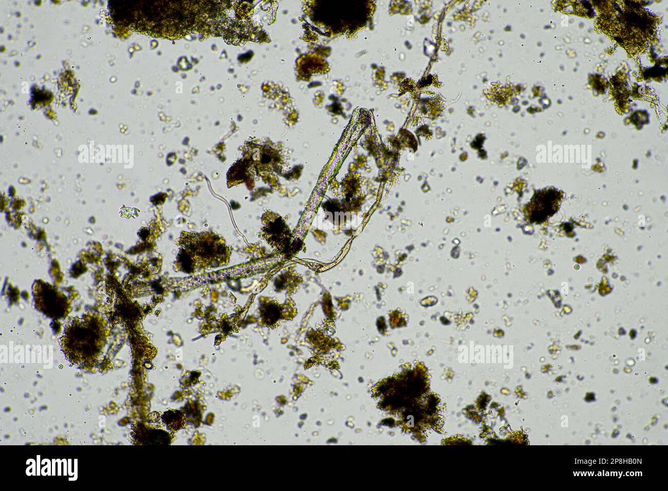 microorganisms and soil biology, with nematodes and fungi under the ...