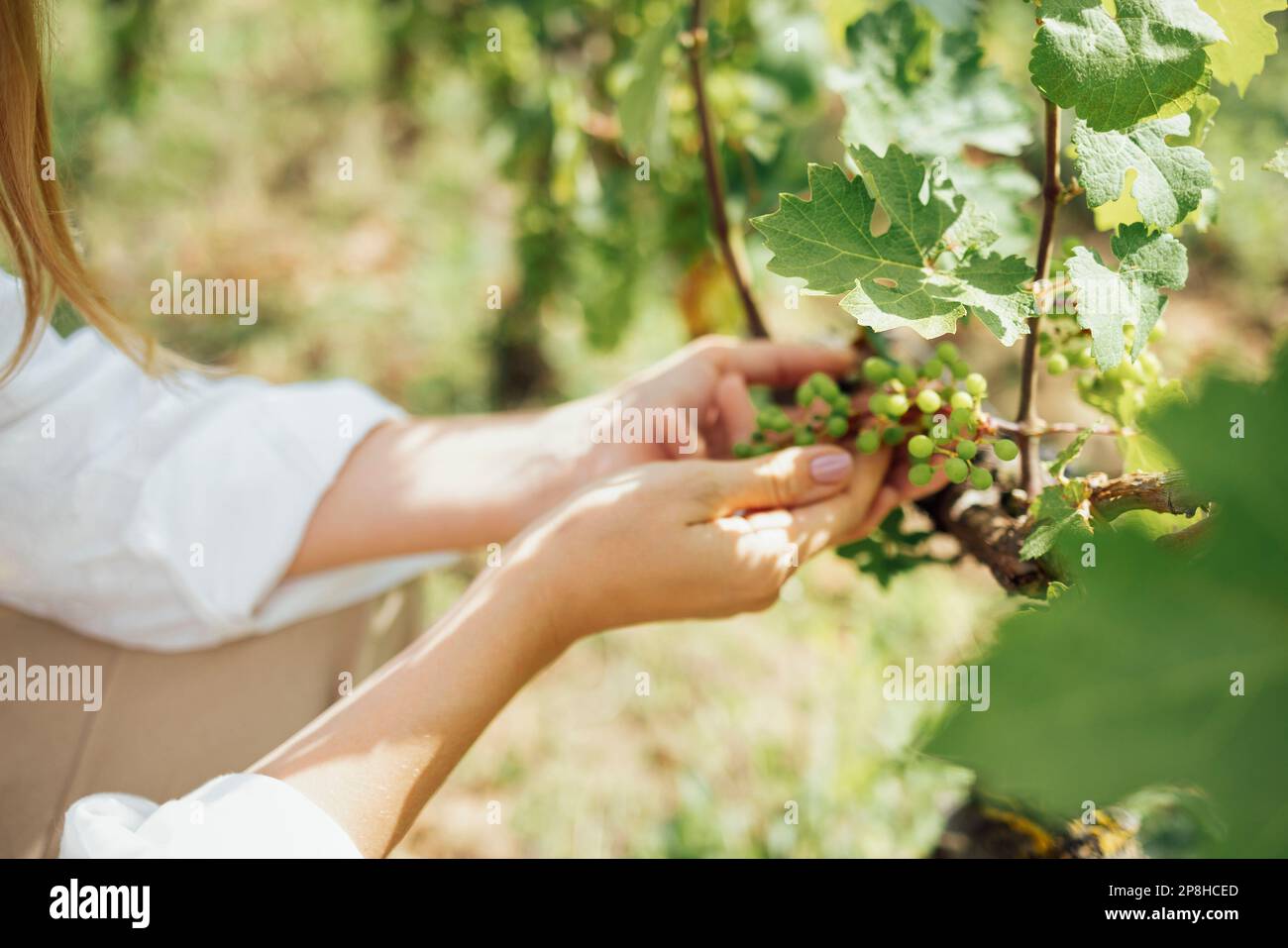 Young beautiful woman takes care of the vineyard. Caucasian pretty girl ...
