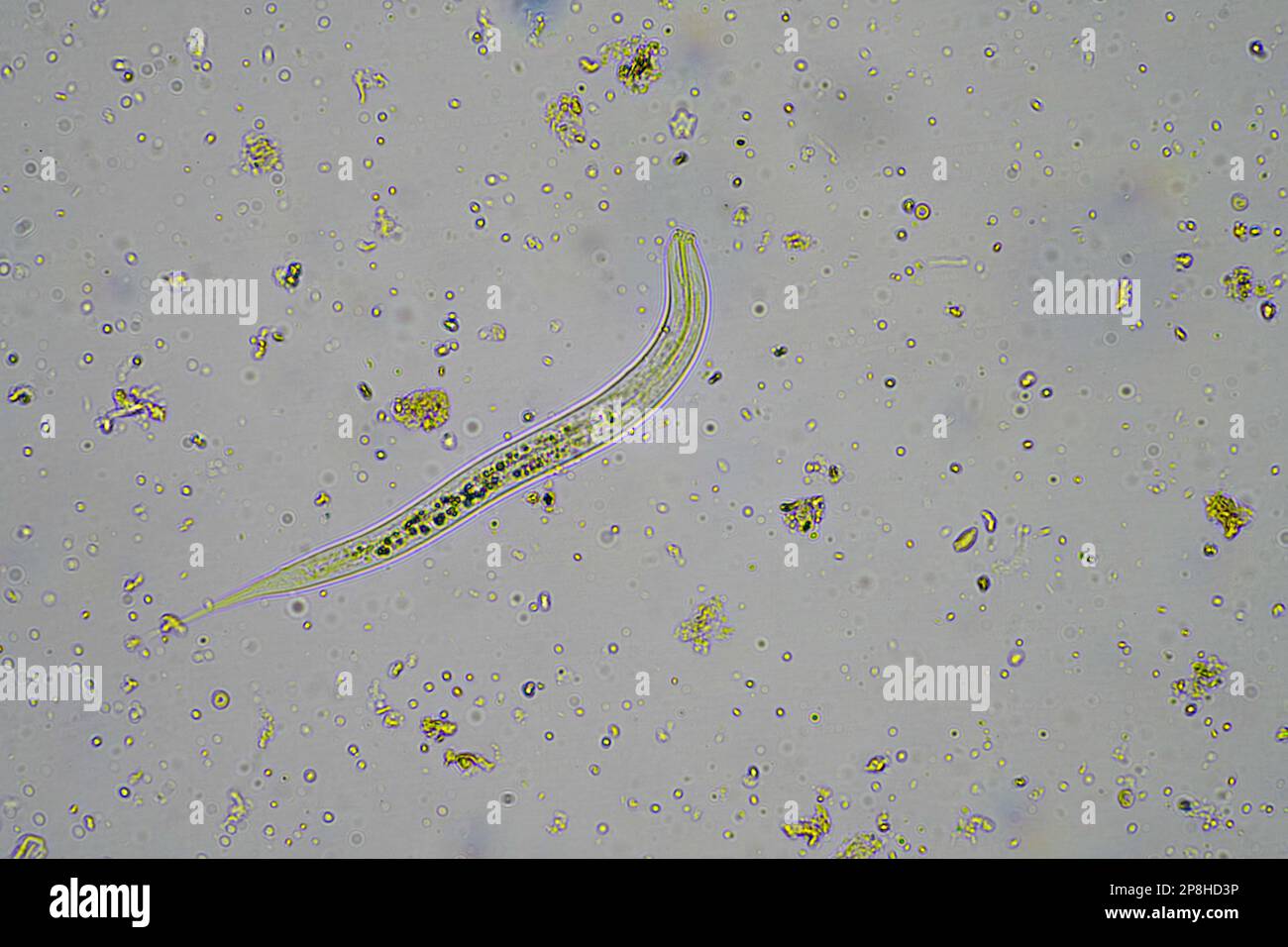 microorganisms and soil biology, with nematodes and fungi under the ...