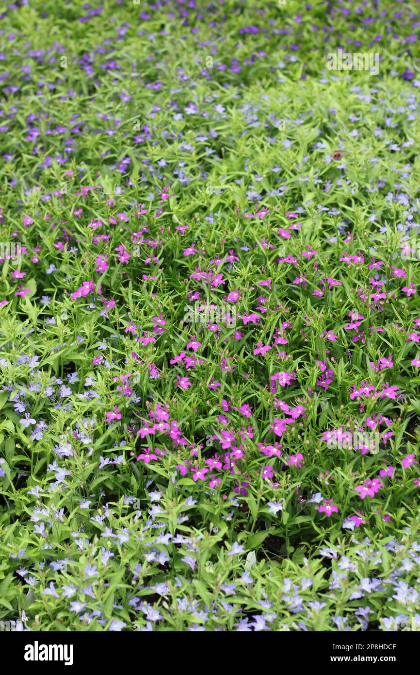 A flower field full of many spring geranium flowers growing in the ...