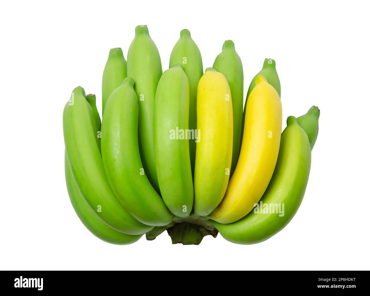 Cavendish banana or bunch banana raw green and yellow isolated on white ...