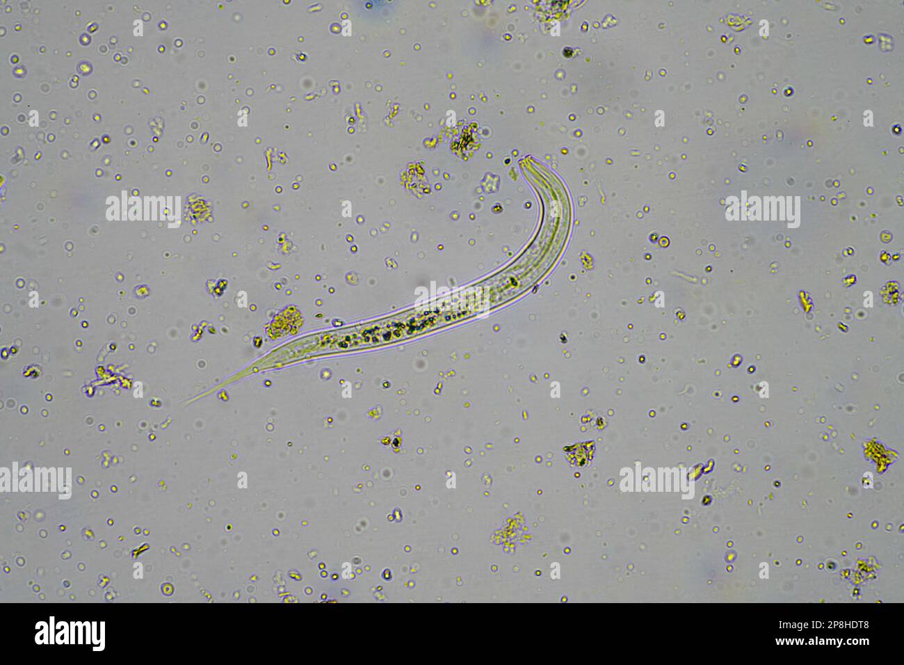 soil microorganisms including nematode, microarthropods, micro ...