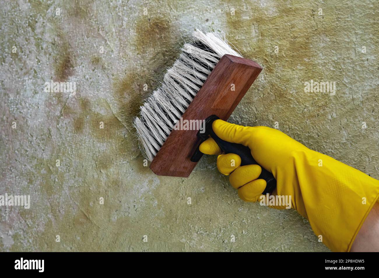 A hand in yellow rubber gloves applies an anti-mold solution with a ...