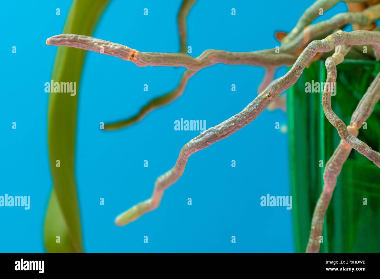 Orchid plant roots in a green pot close up Stock Photo - Alamy