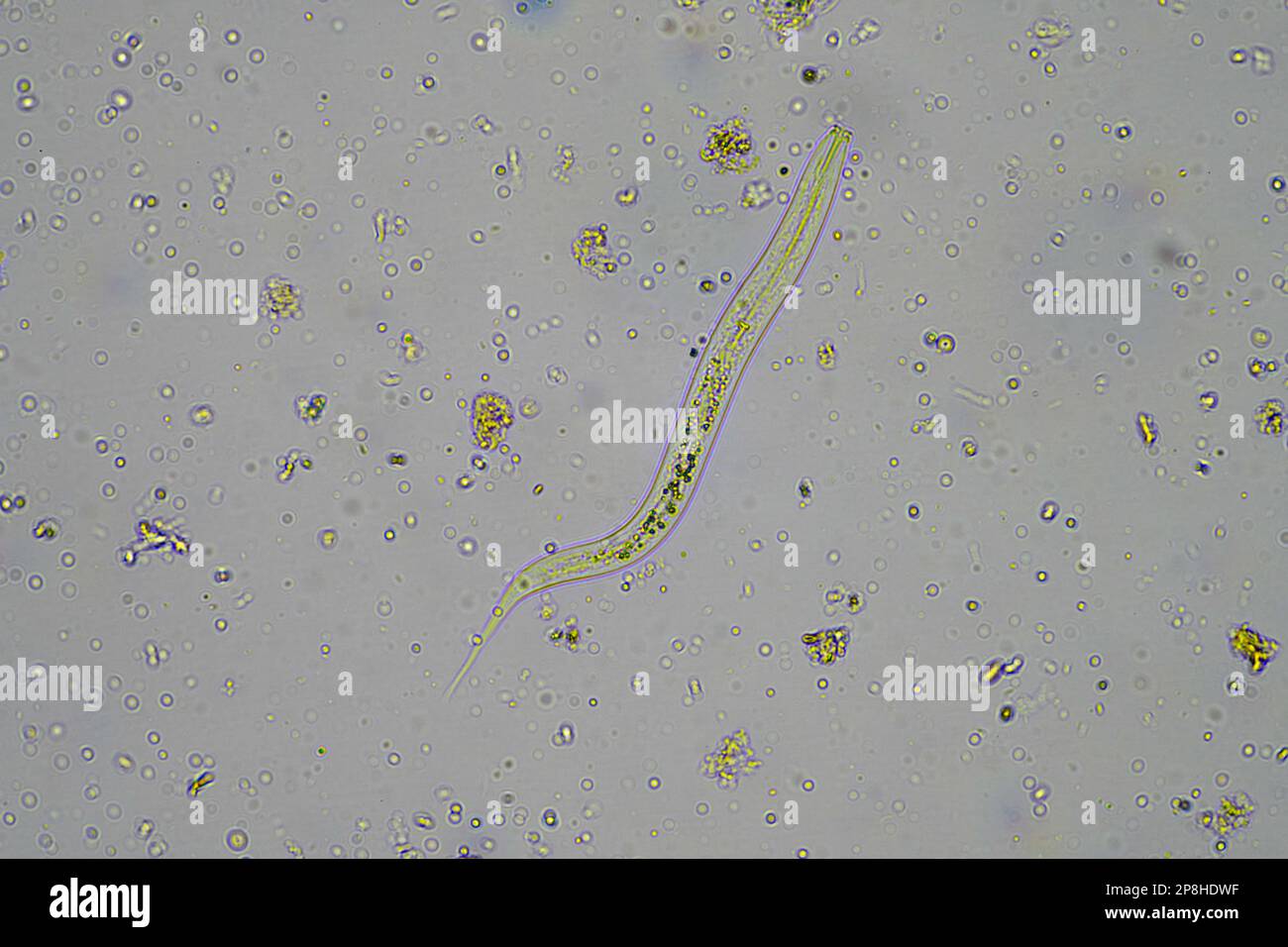 microorganisms and soil biology, with nematodes and fungi under the ...