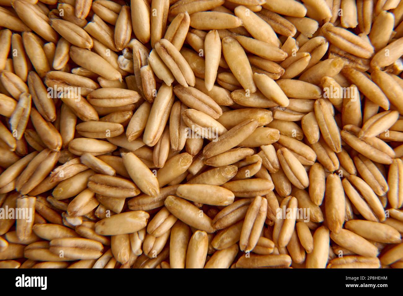 Whole oat seeds for sprouting close-up. Background of scattered oat ...