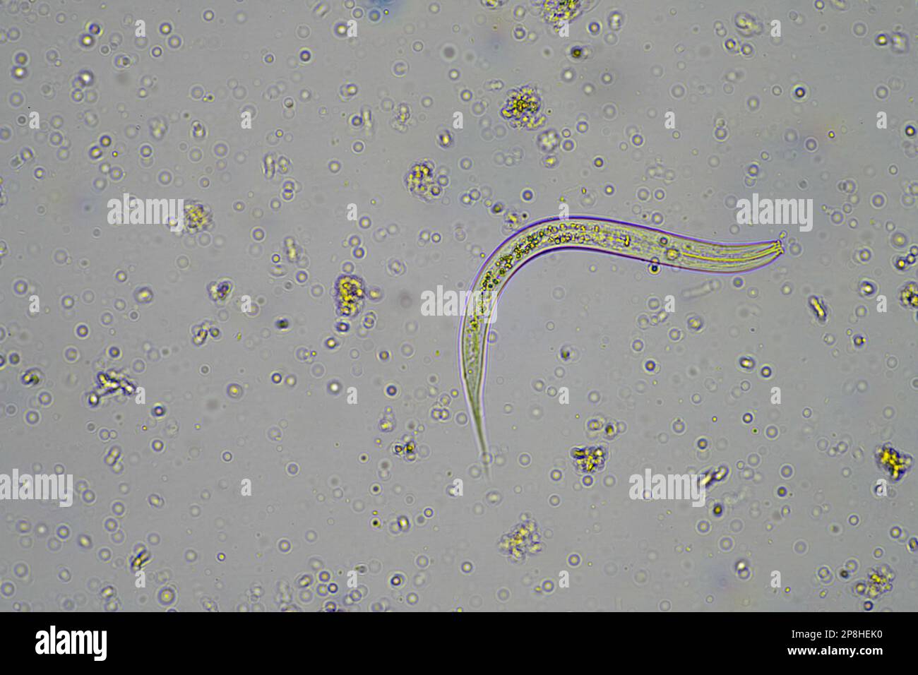 microorganisms and soil biology, with nematodes and fungi under the ...