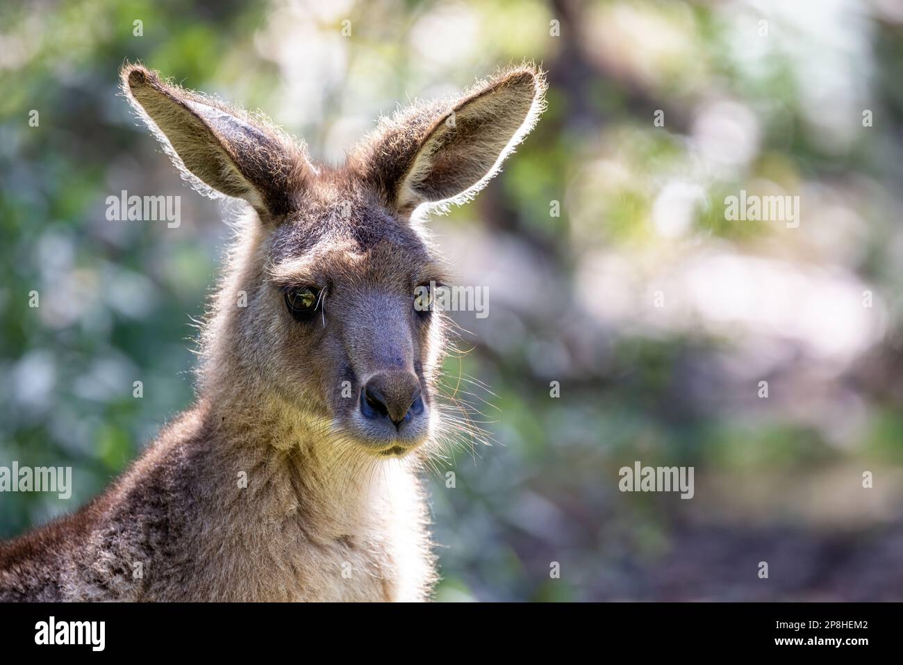Forester kangaroo, Macropus giganteus, also known as the eastern grey ...