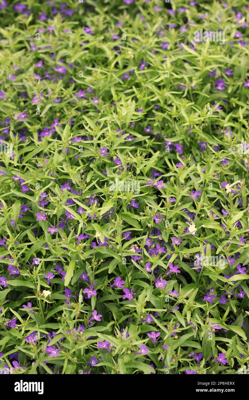 A flower field full of many spring geranium flowers growing in the ...