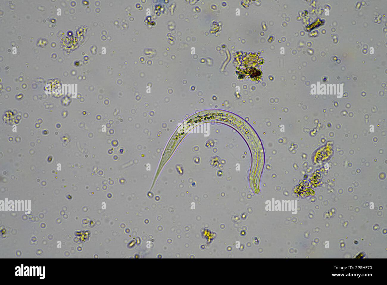 soil microorganisms including nematode, microarthropods, micro ...