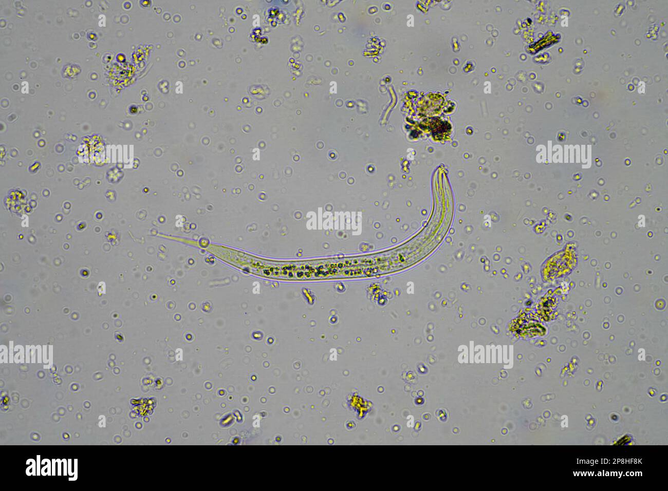 insect parasite in the soil in australia Stock Photo - Alamy