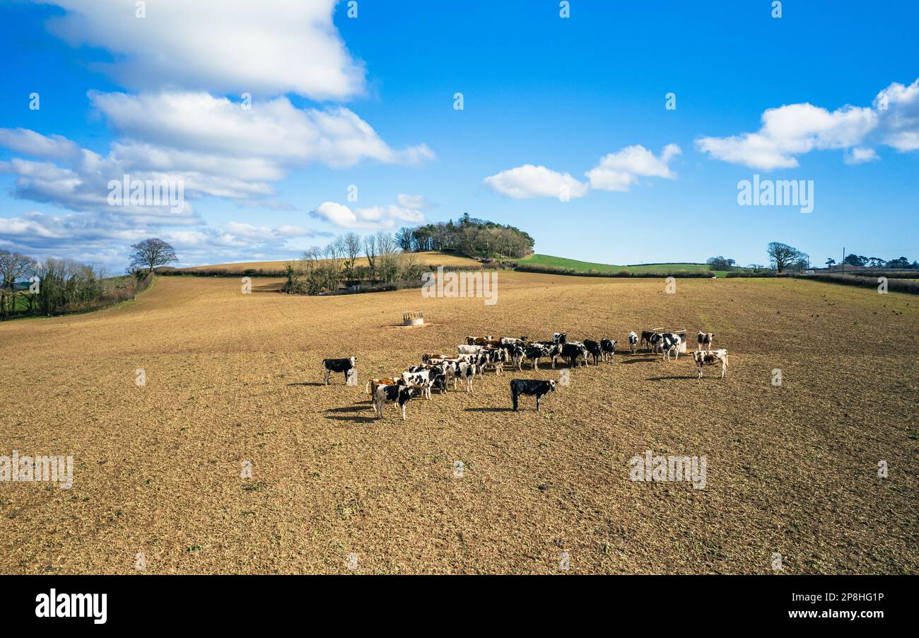 Cows on Devon Fields and Farmlands from a drone, English Village ...