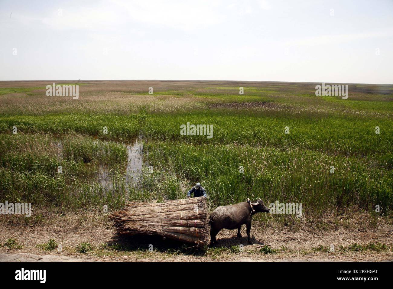 A man handles a water buffalo to carry reeds at a wetland Wednesday ...