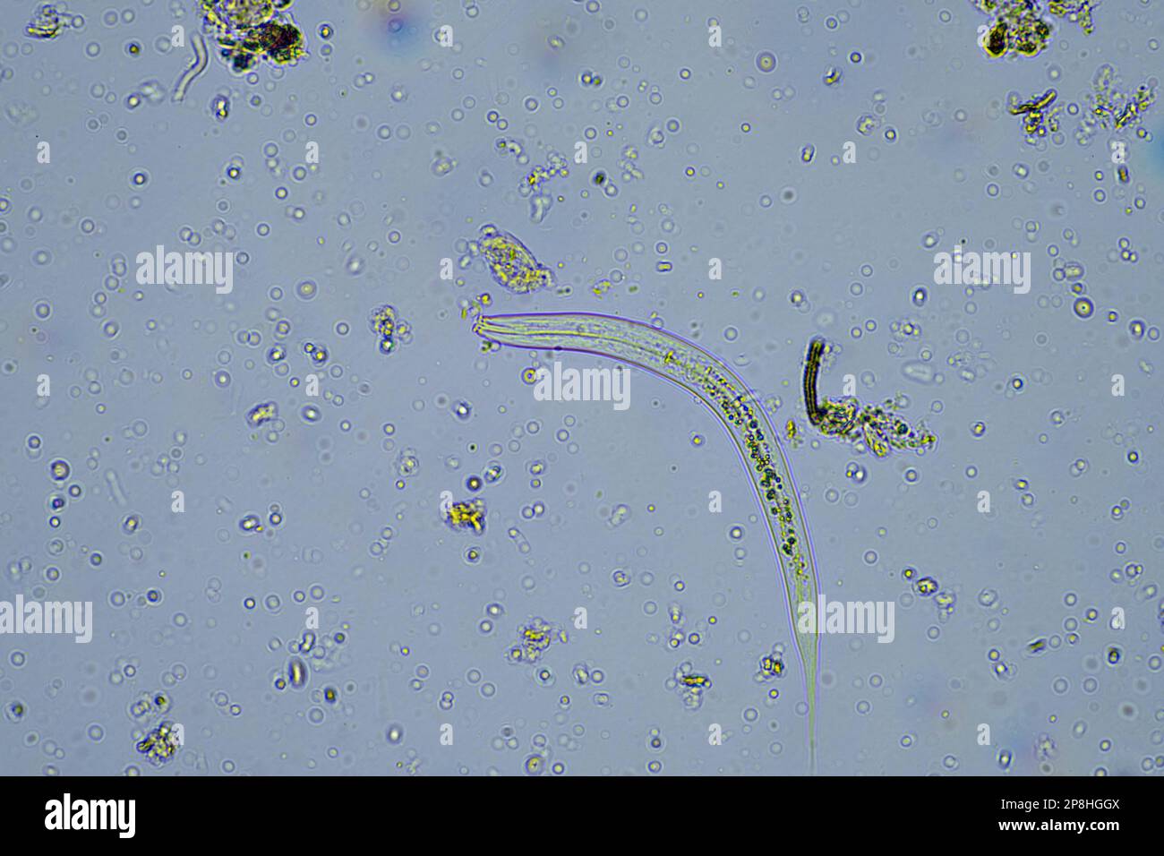 insect parasite in the soil in australia Stock Photo - Alamy