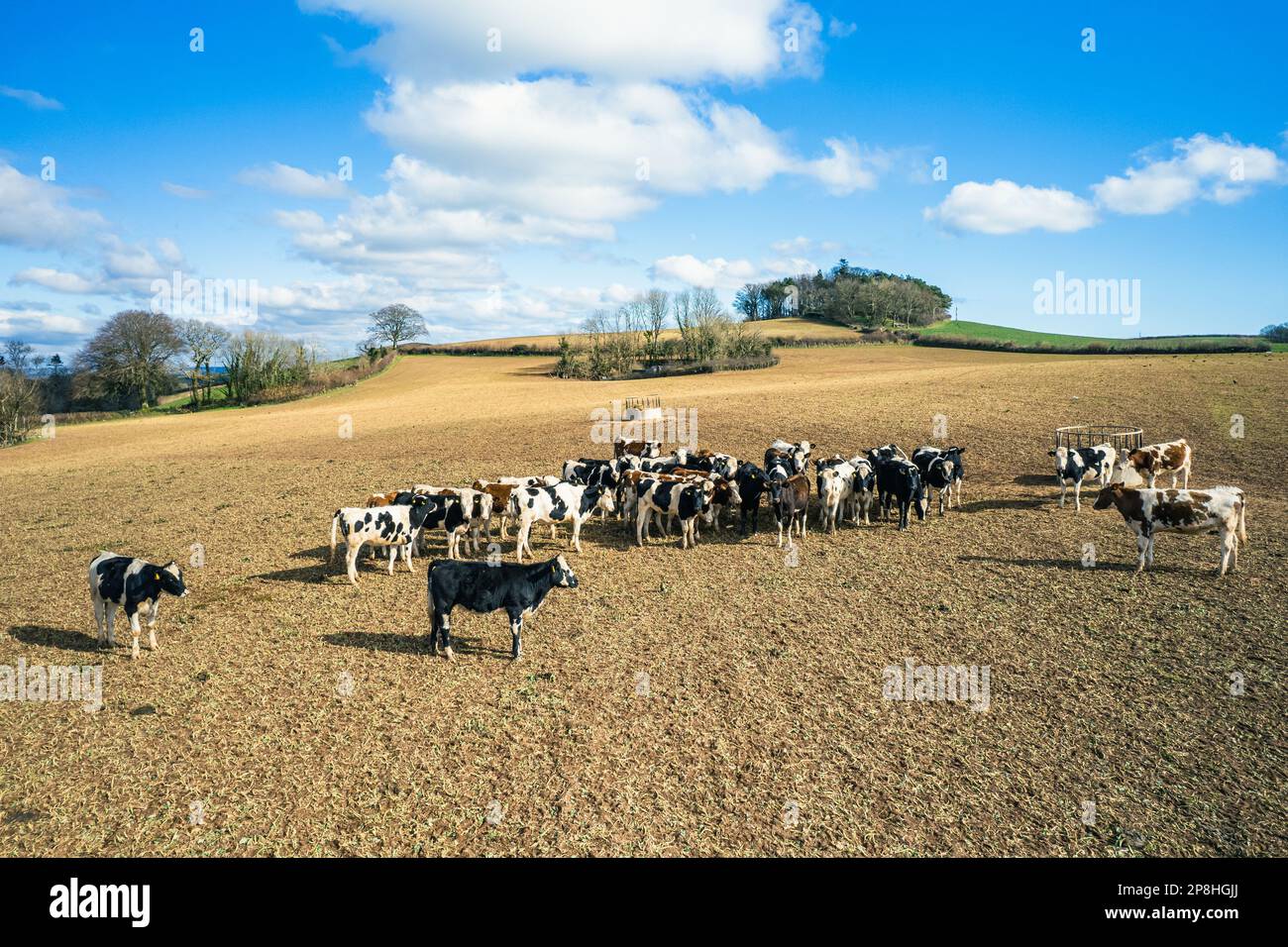 Cows on Devon Fields and Farmlands from a drone, English Village ...