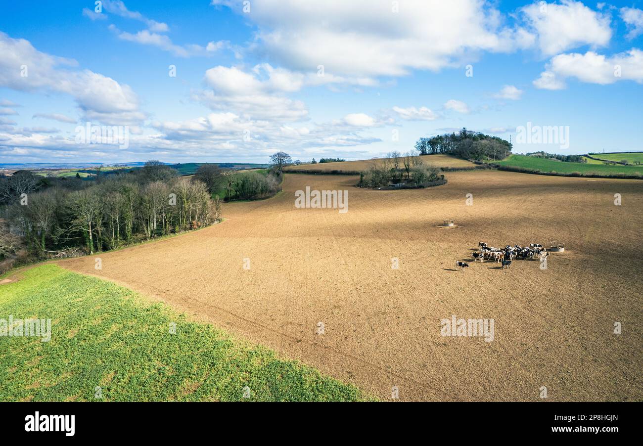 Cows on Devon Fields and Farmlands from a drone, English Village ...
