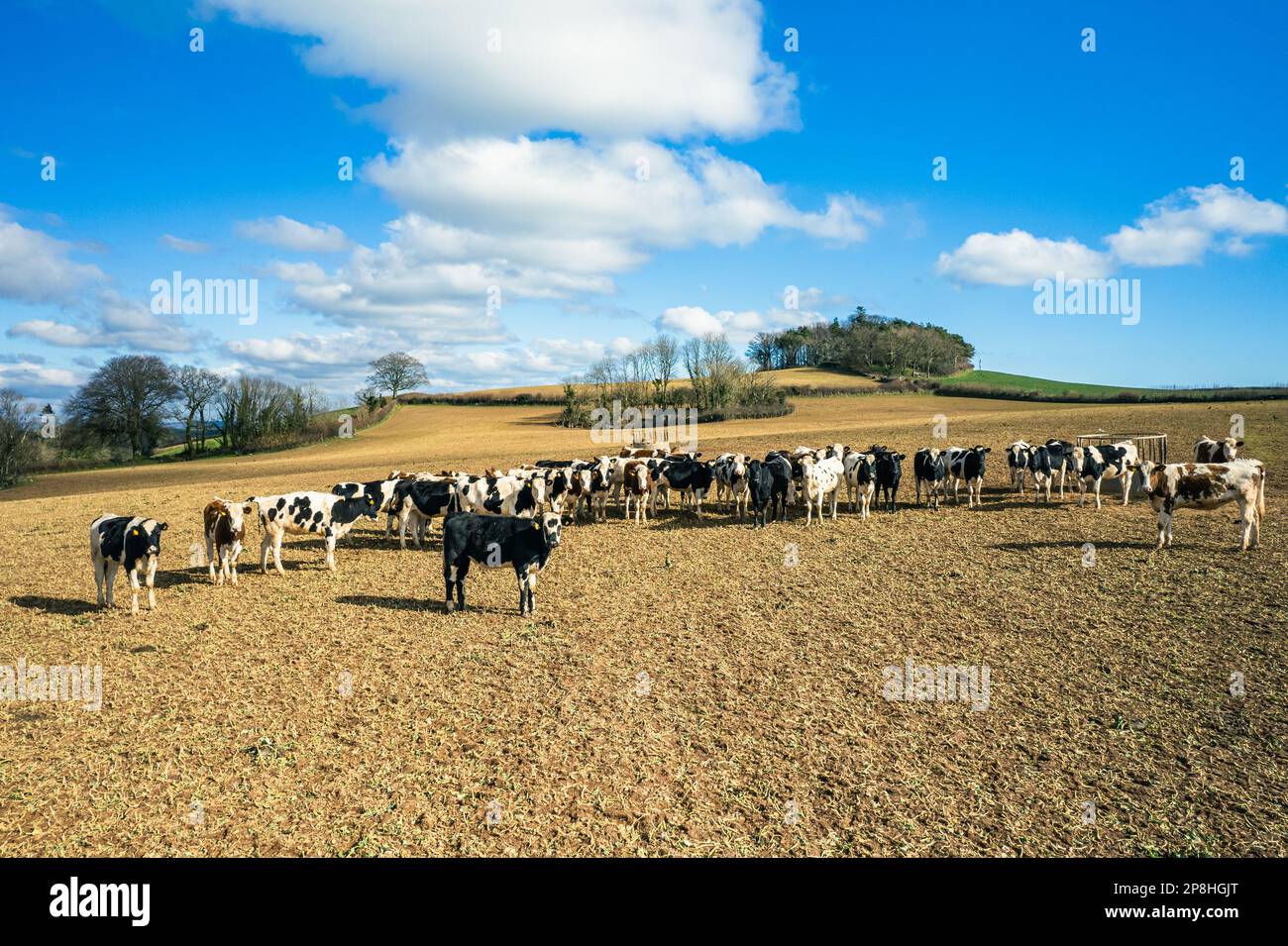 Cows on Devon Fields and Farmlands from a drone, English Village ...