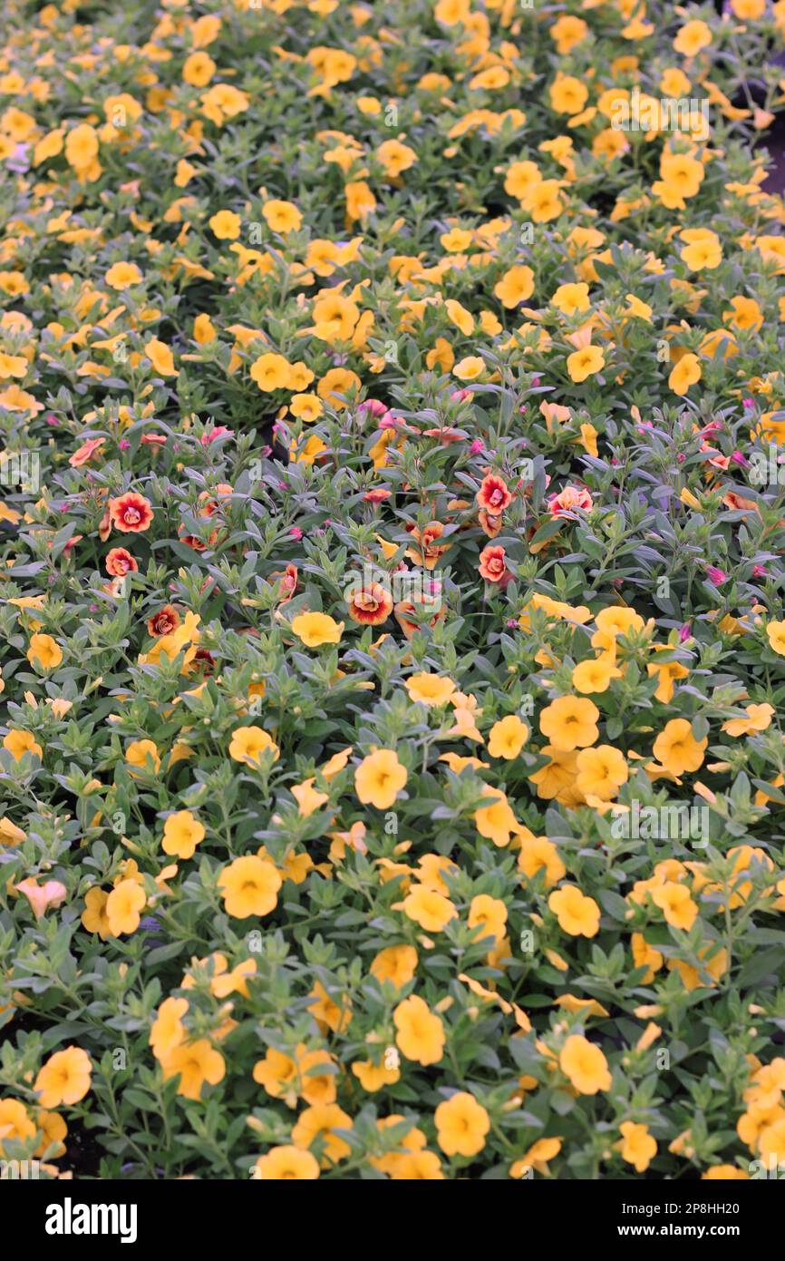 A flower field full of many spring geranium flowers growing in the ...