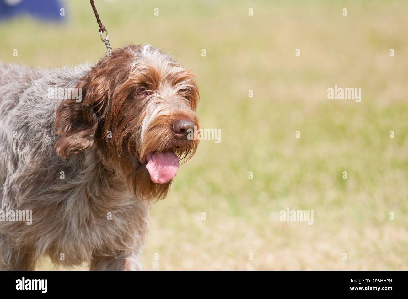 Wirehaired Pointing Griffon close up against the grass in the dog show ...