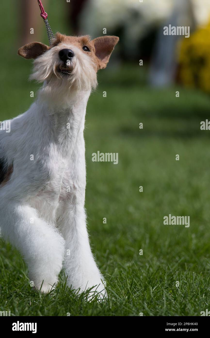 Wire Fox Terrier looking up towards handler Stock Photo - Alamy