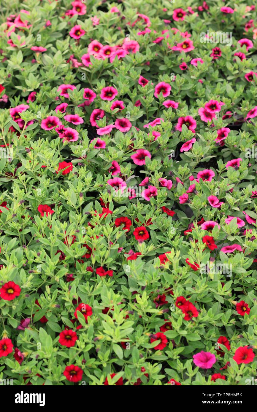 A flower field full of many spring geranium flowers growing in the ...