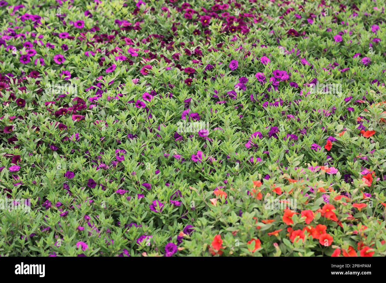 A flower field full of many spring geranium flowers growing in the ...
