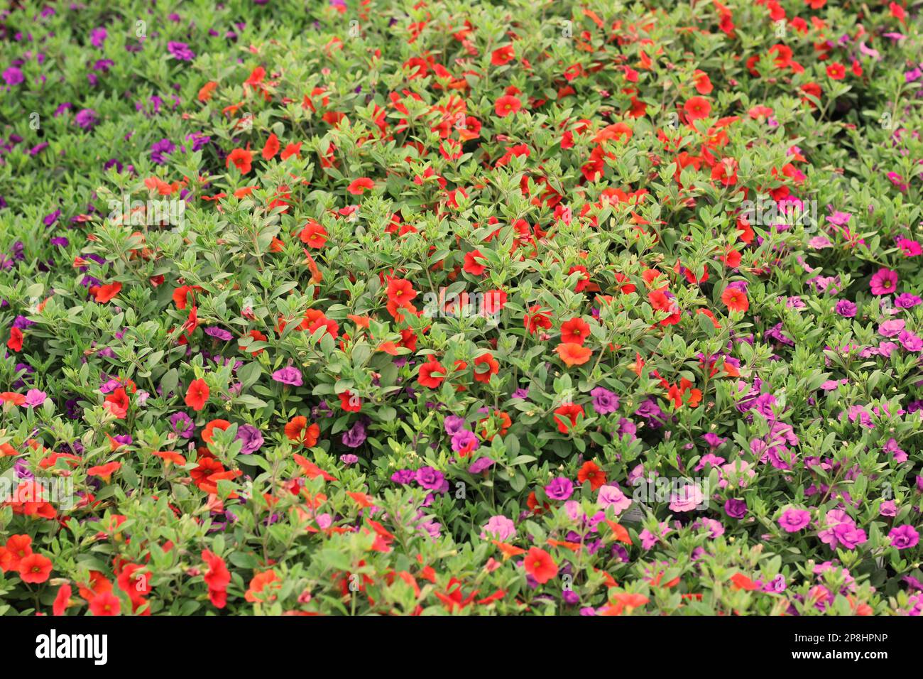 A flower field full of many spring geranium flowers growing in the ...