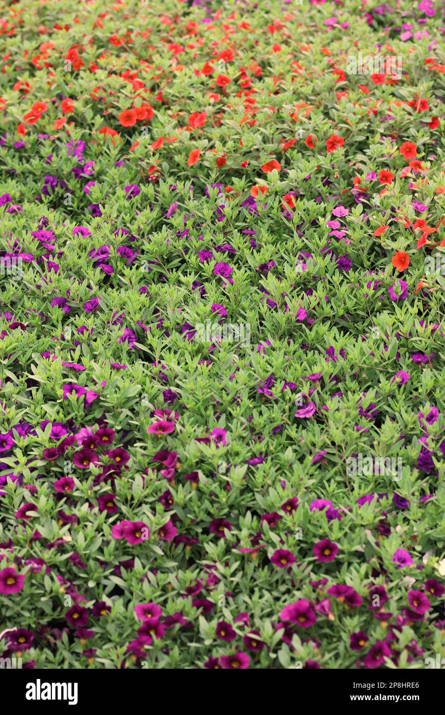 A flower field full of many spring geranium flowers growing in the ...