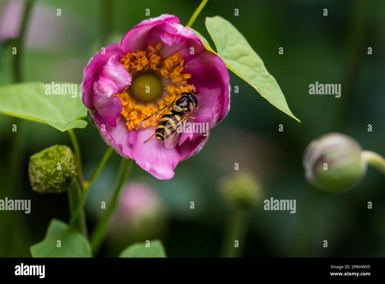 A bee perched atop a vibrant flower, surrounded by a flurry of golden ...