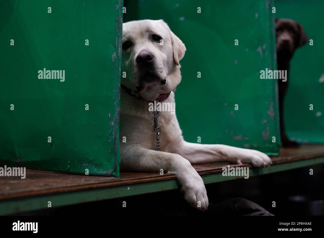 Labrador Retrievers during the first day of the Crufts Dog Show at the ...