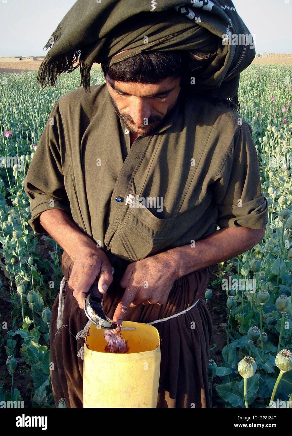 An Afghan farmer puts the collected resin into a container in opium ...
