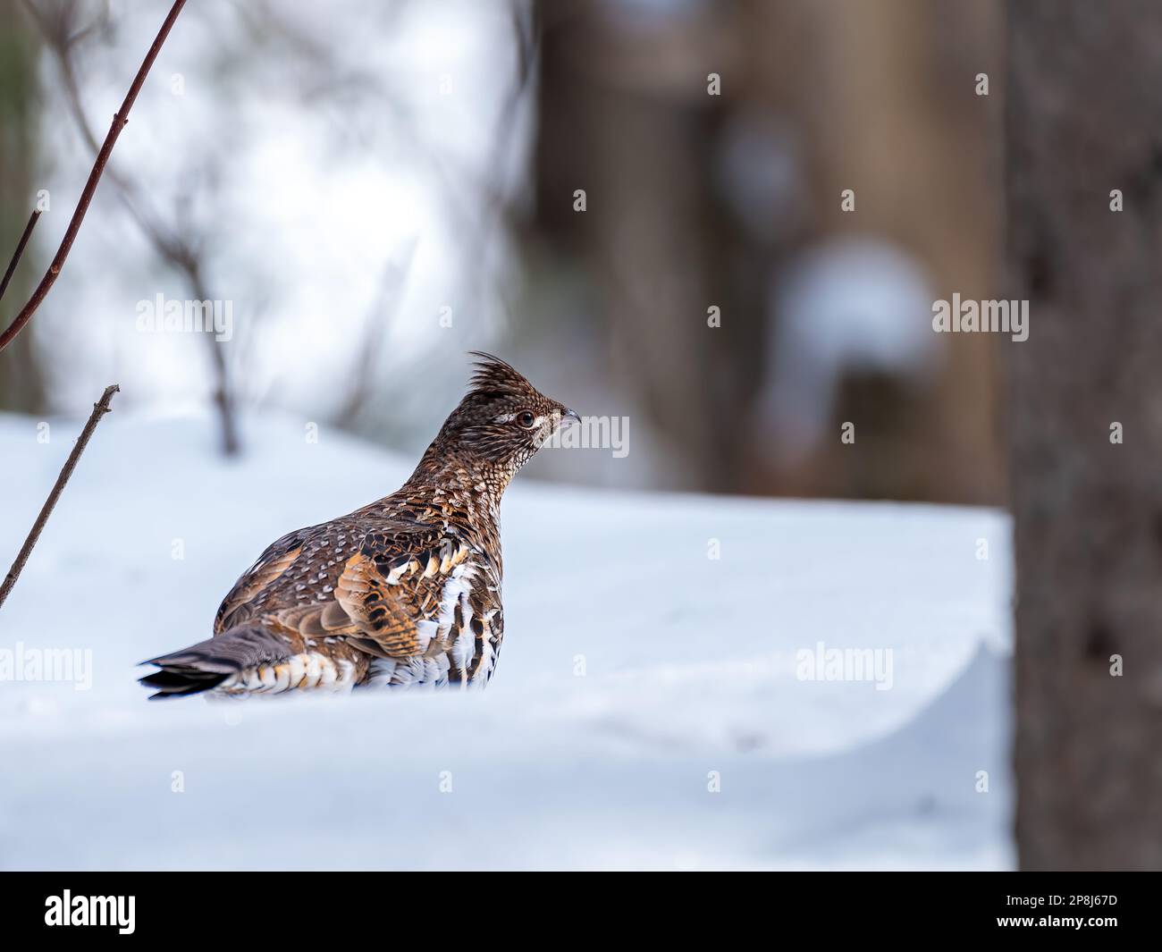 Female ruffed grouse (Bonasa umbellus) walking in fresh snow in forest ...